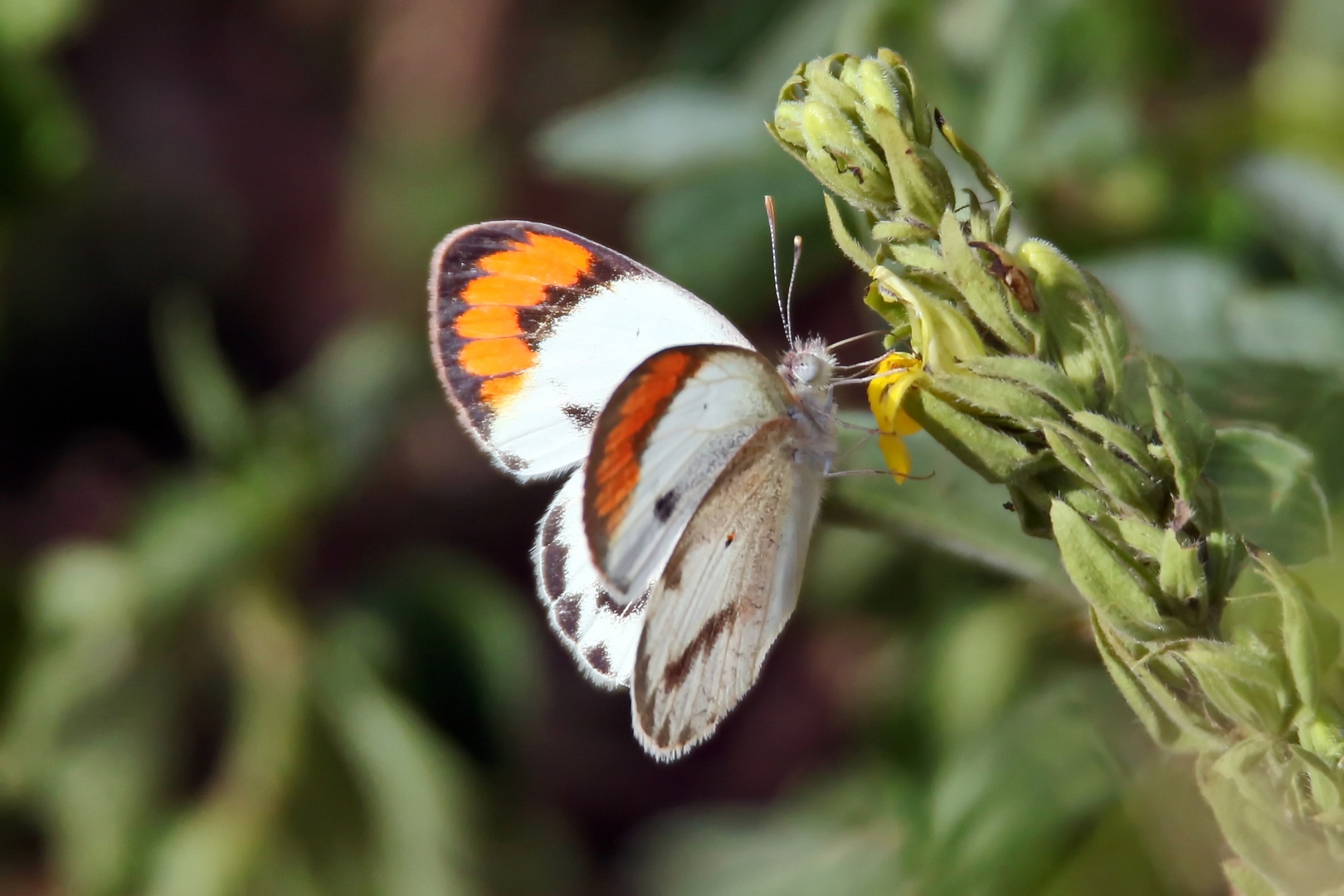 Southern Round-winged Orange Tip - Colotis euippe omphale Foto & Bild ...