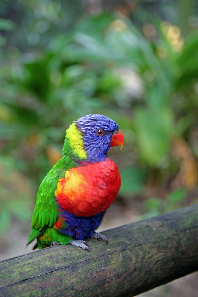 Souvenir de Martinique photo et image | oiseau, martinique Images ...