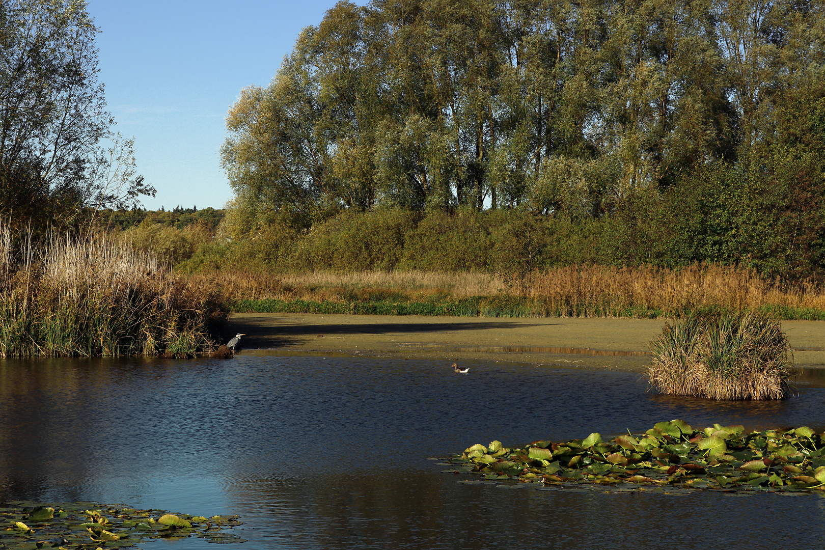 Späher am Ufer Foto & Bild | landschaften, wasser, bäume Bilder auf ...