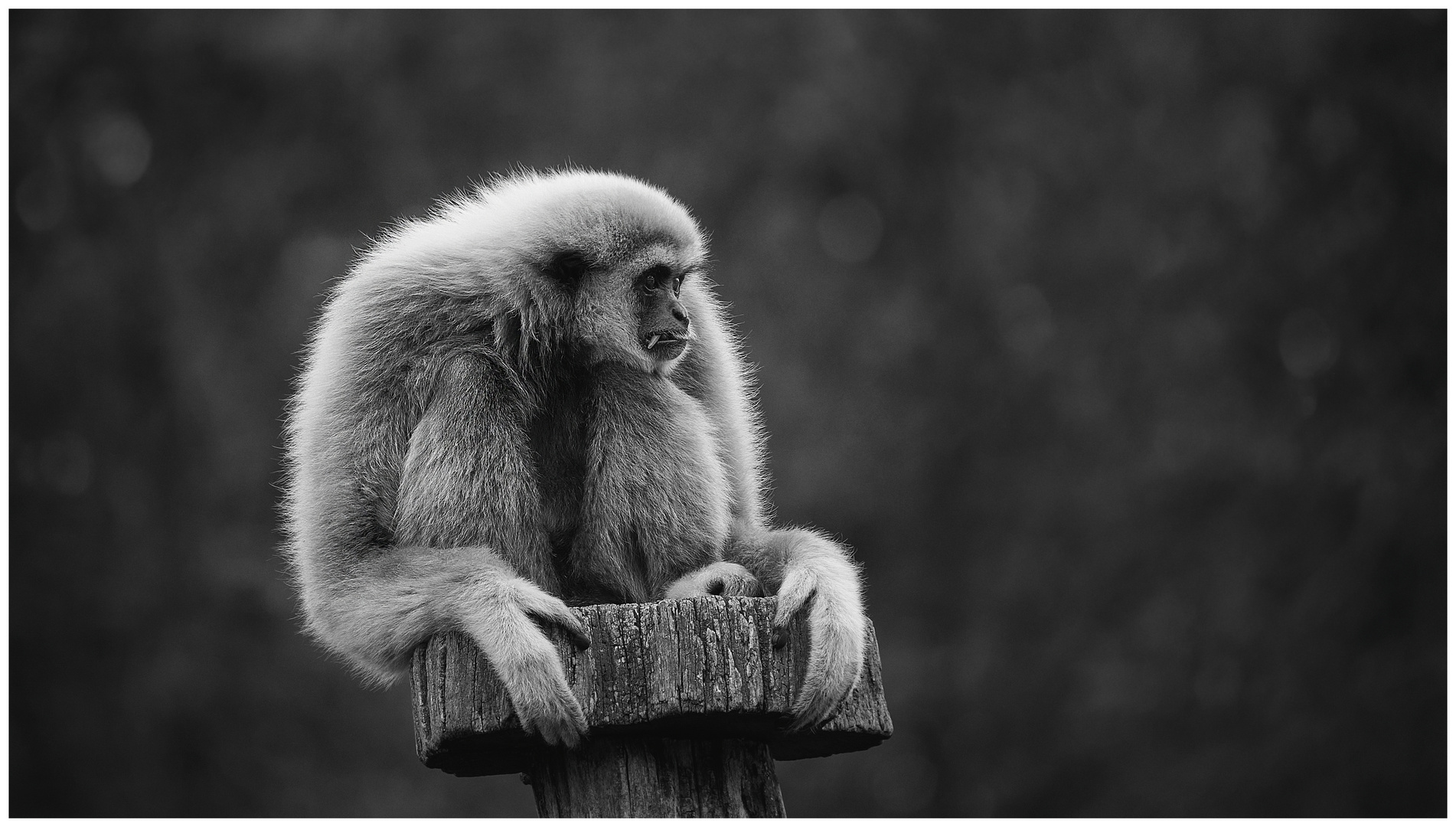 Späher Foto & Bild | europe, Österreich, tiere Bilder auf fotocommunity