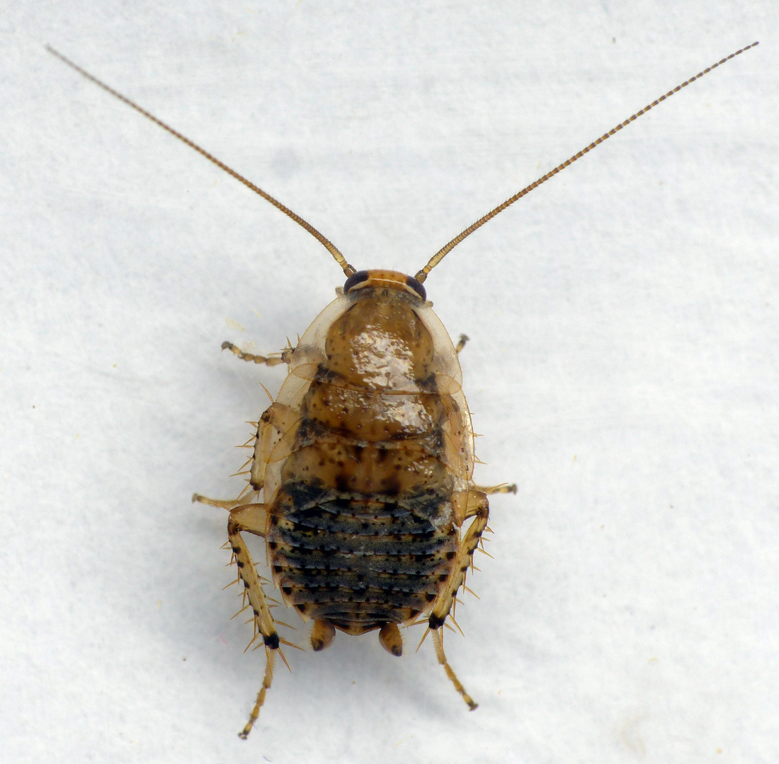 Späte Nymphe der Blassen Waldschabe (Ectobius pallidus) Foto & Bild ...