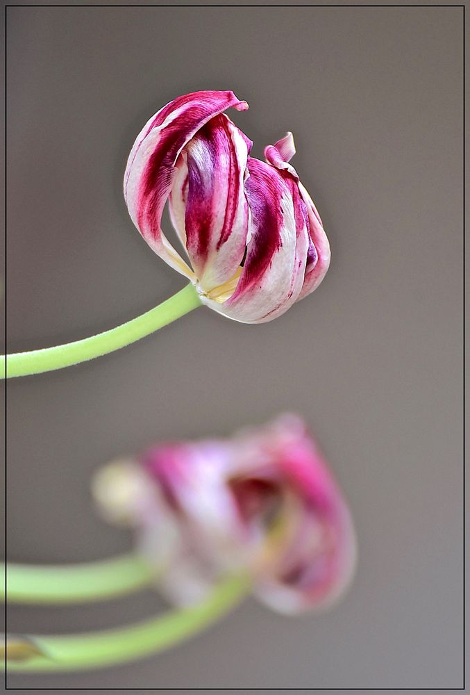 späte Tulpen I Foto & Bild | spezial, natur, pflanzen Bilder auf fotocommunity