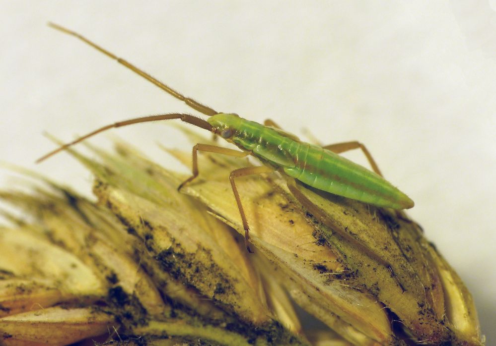 Spätes Larvenstadium der Graswanze Stenodema laevigata Foto & Bild ...