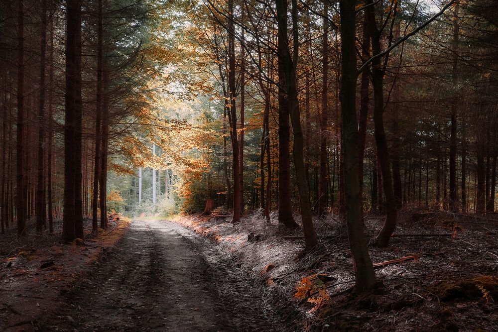 Spätsommer Foto & Bild | stillleben, landschaft, wald Bilder auf fotocommunity