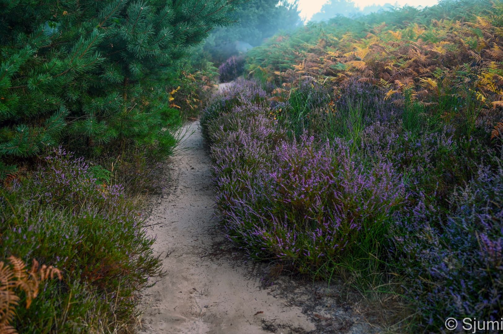 Spätsommer Impression Foto & Bild | sommer, weg, sand Bilder auf ...
