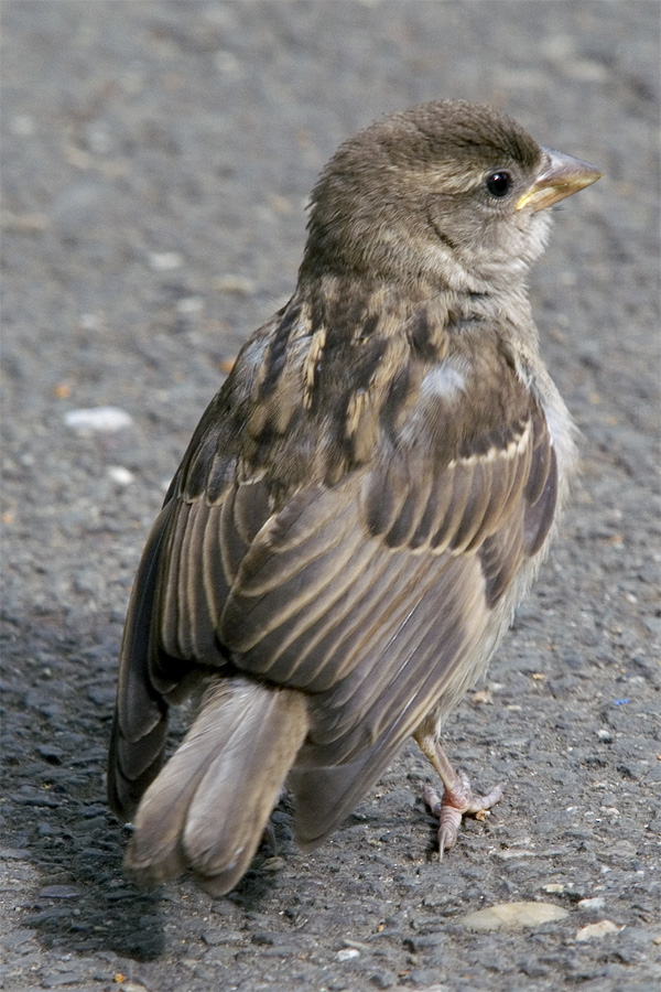 Spätzle Foto & Bild | tiere, haustiere, vögel Bilder auf fotocommunity