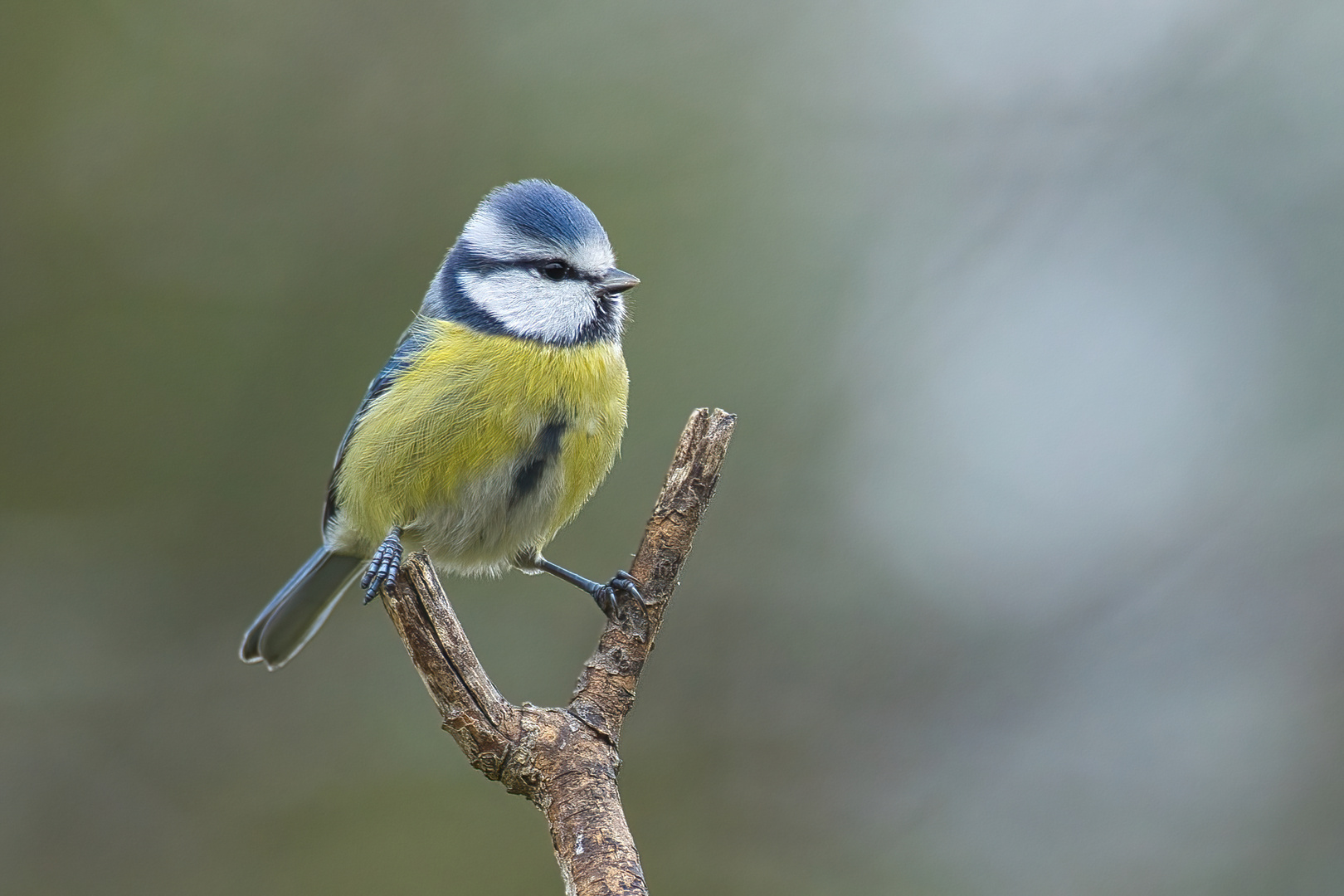 Spagat Foto & Bild | natur, tiere, wildlife Bilder auf fotocommunity