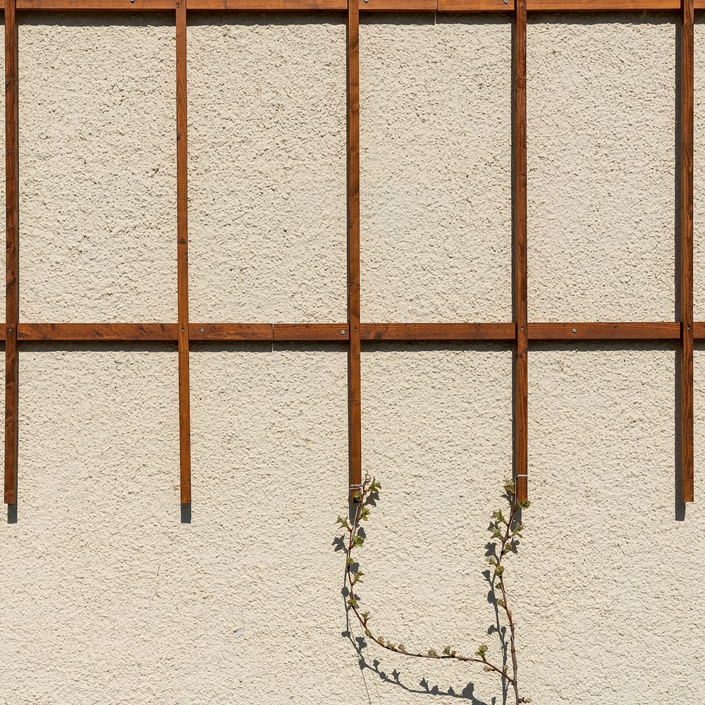 Spalier Foto & Bild | jahreszeiten, frühling, natur Bilder auf ...