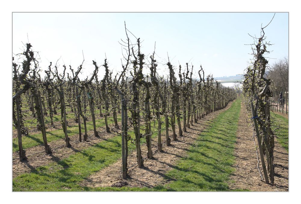 Spalierobst Foto & Bild | deutschland, europe, nordrhein- westfalen ...