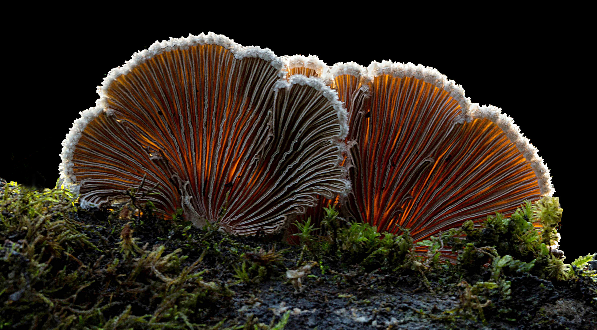 Spalti Foto & Bild | wald, makro, natur Bilder auf fotocommunity