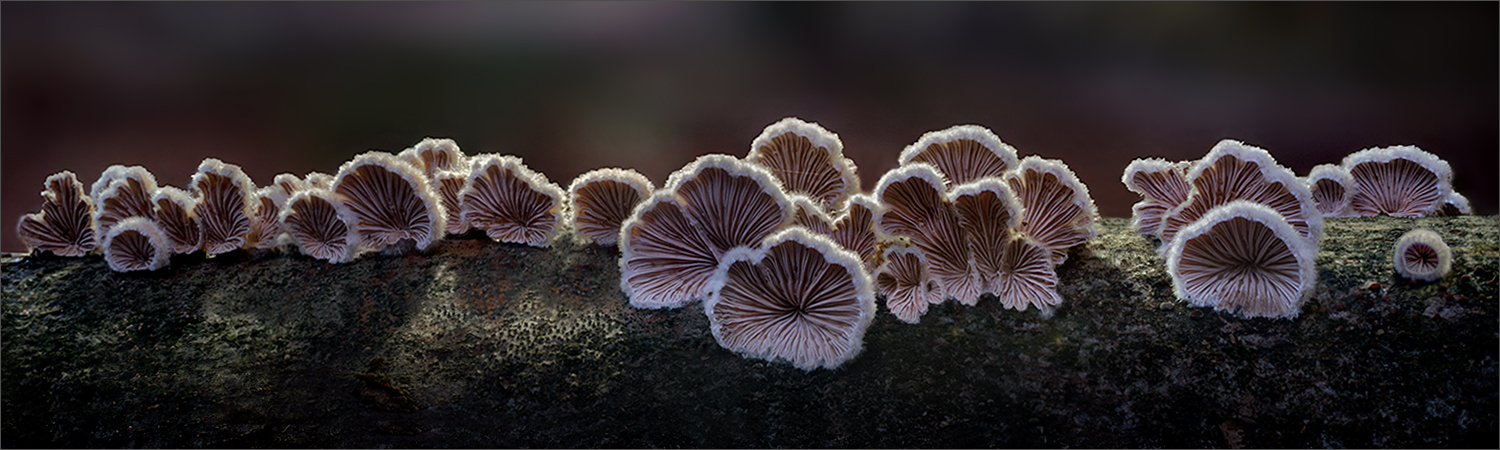 Spalti-Pano Foto & Bild | pflanzen, pilze & flechten, pilze & flechten ...