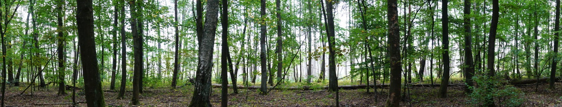 Spandau Bilder & Fotos