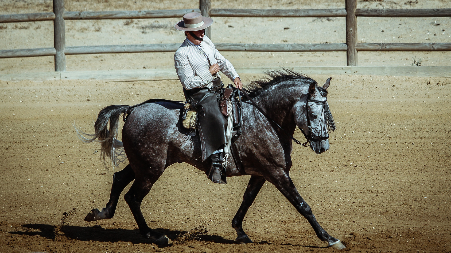 Spanische Reitschule Foto & Bild | tiere, tier und mensch, a campo ...