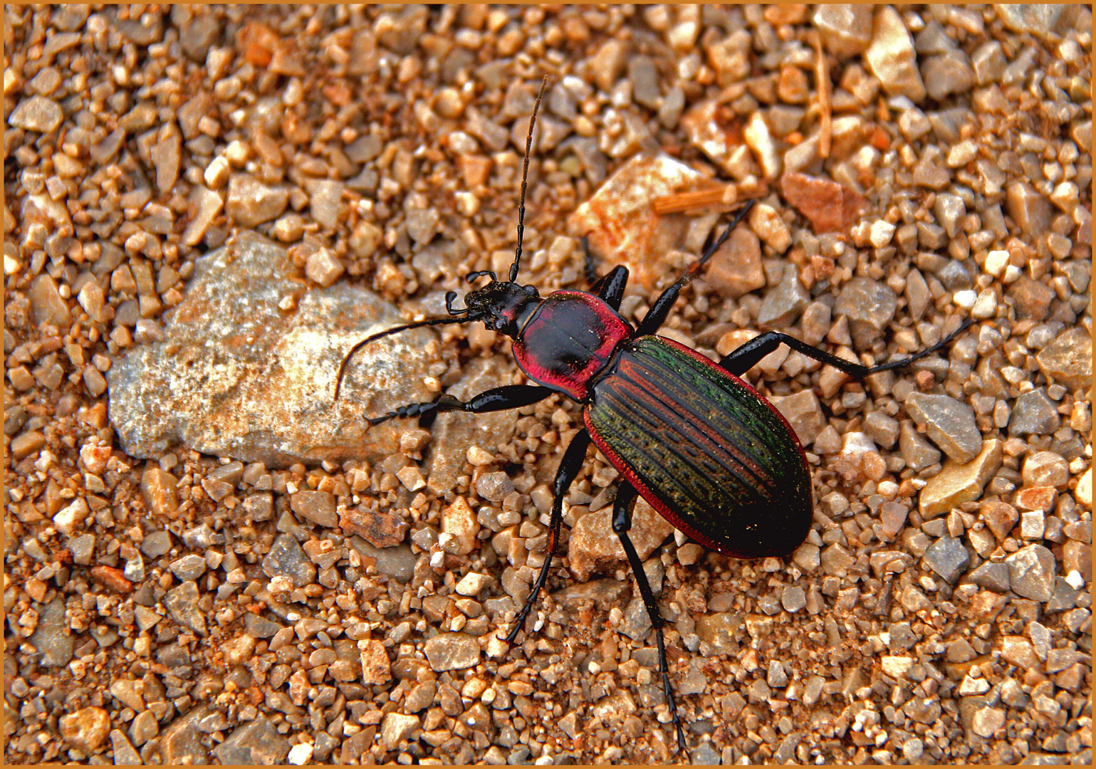 Spanischer Käfer Foto & Bild | tiere, wildlife, insekten Bilder auf ...