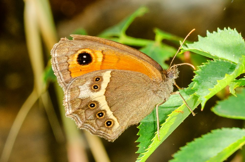 Spanisches Ochsenauge (Pyronia bathseba) Foto & Bild | tiere, wildlife ...