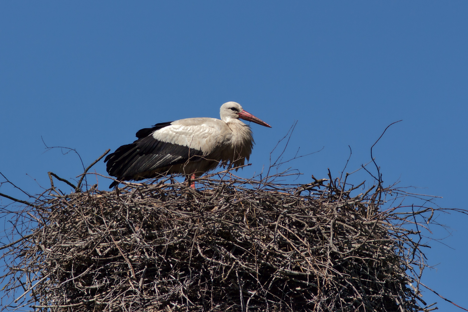 Spannend ... Foto & Bild | tiere, wildlife, wild lebende vögel Bilder ...