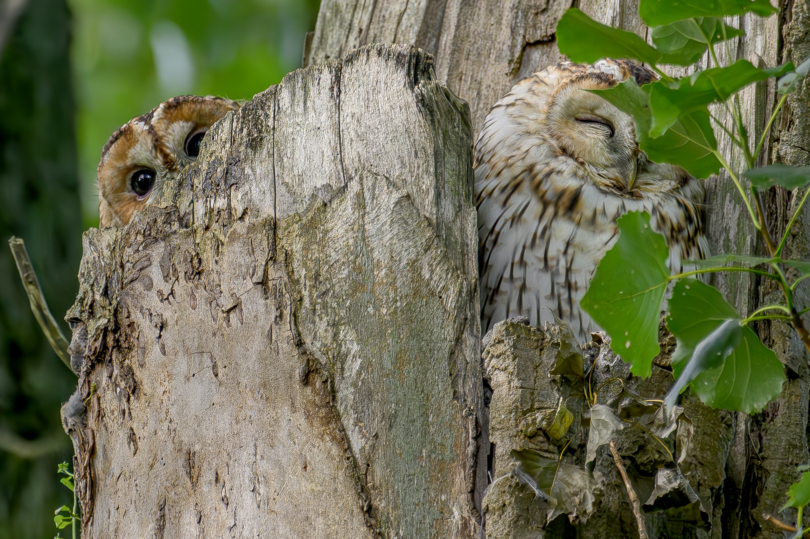 Spannend! Foto & Bild | tiere, wildlife, wild lebende vögel Bilder auf ...