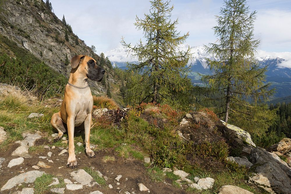 Spannend Foto & Bild | hunde, steiermark, landschaft Bilder auf ...