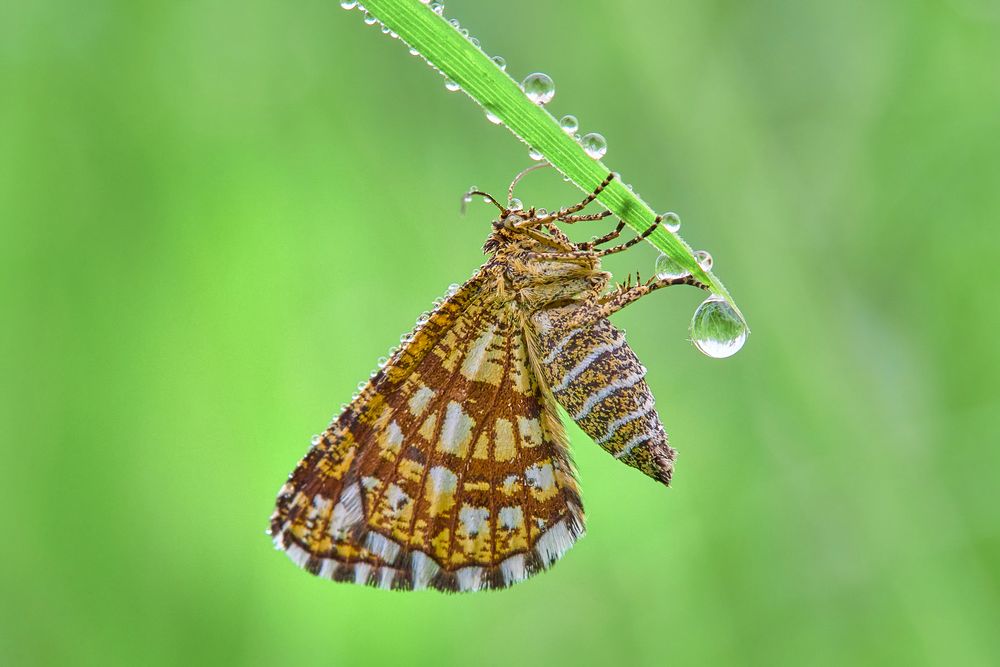 Spanner.... Foto & Bild | tiere, natur-makros, natur-kreativ Bilder auf ...