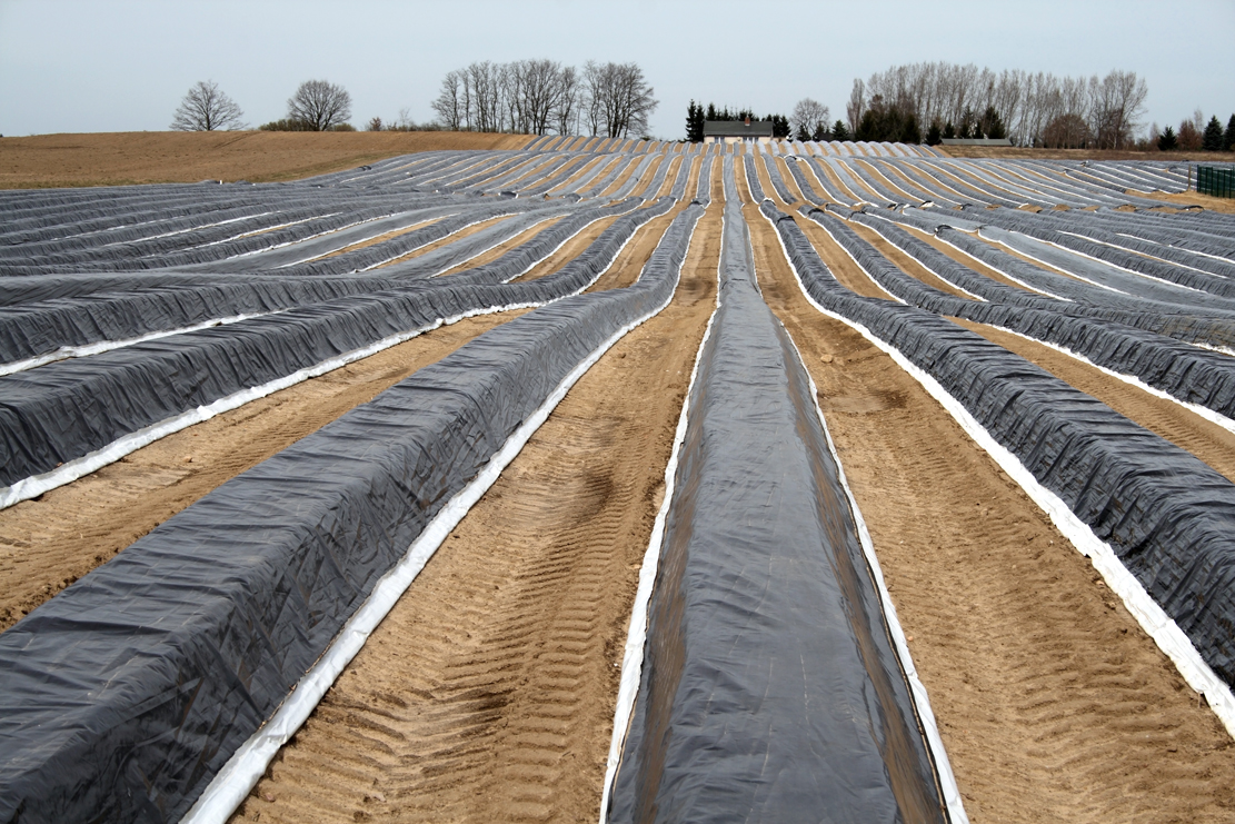 Spargelfeld photo & image | reportage dokumentation, landschaften ...