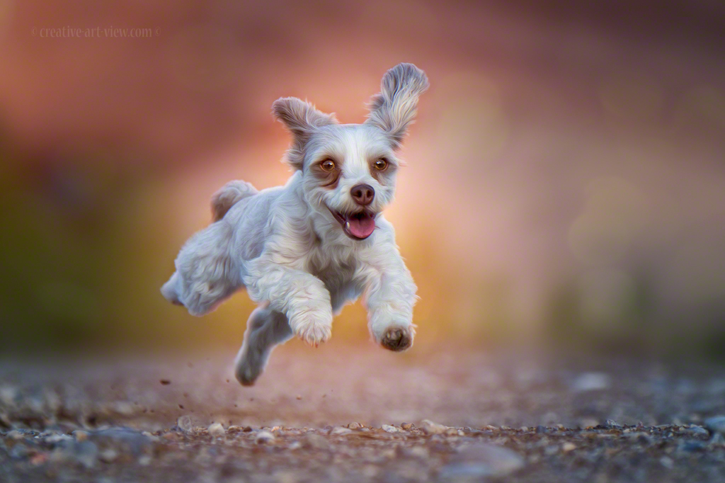 Spass Foto & Bild | tiere, haustiere, hunde Bilder auf fotocommunity