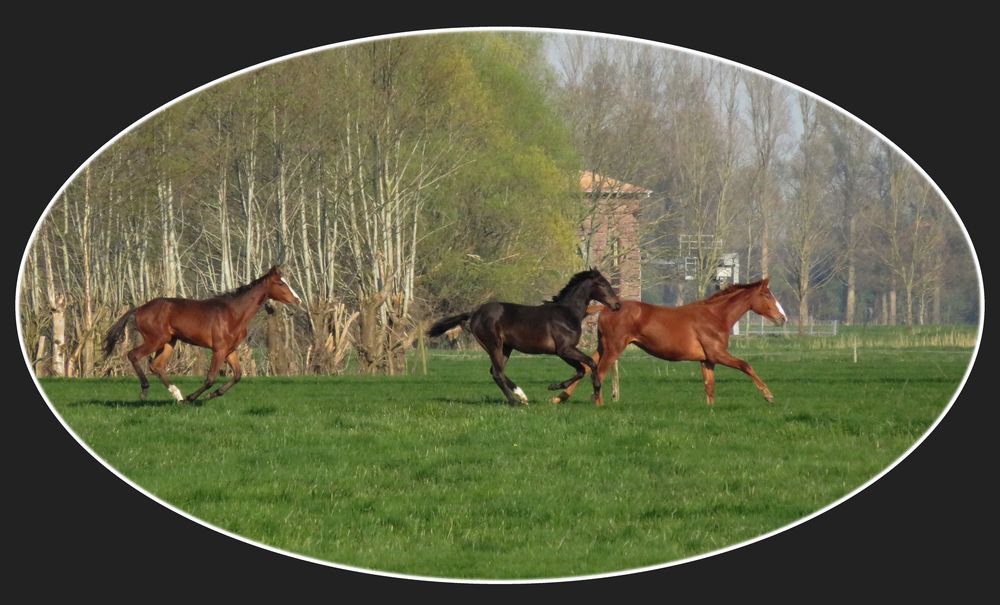 Spass am Laufen Foto & Bild | nature, world, outdoor Bilder auf ...