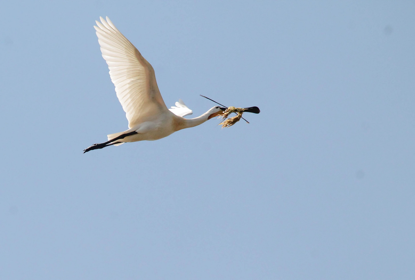 Spatule blanche photo et image | nature, animaux, oiseaux Images ...
