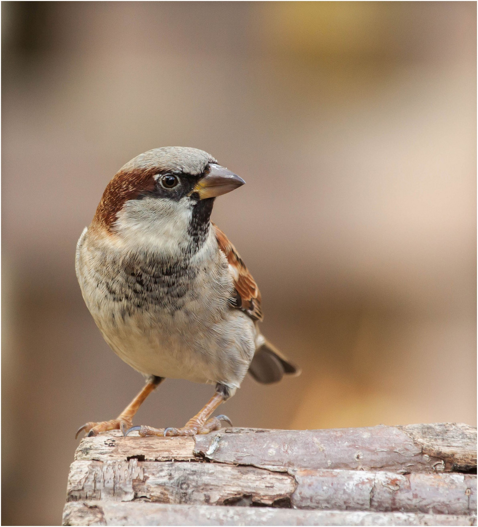 Spatz Foto & Bild | tiere, wildlife, wildlife luder-futterplätze Bilder ...