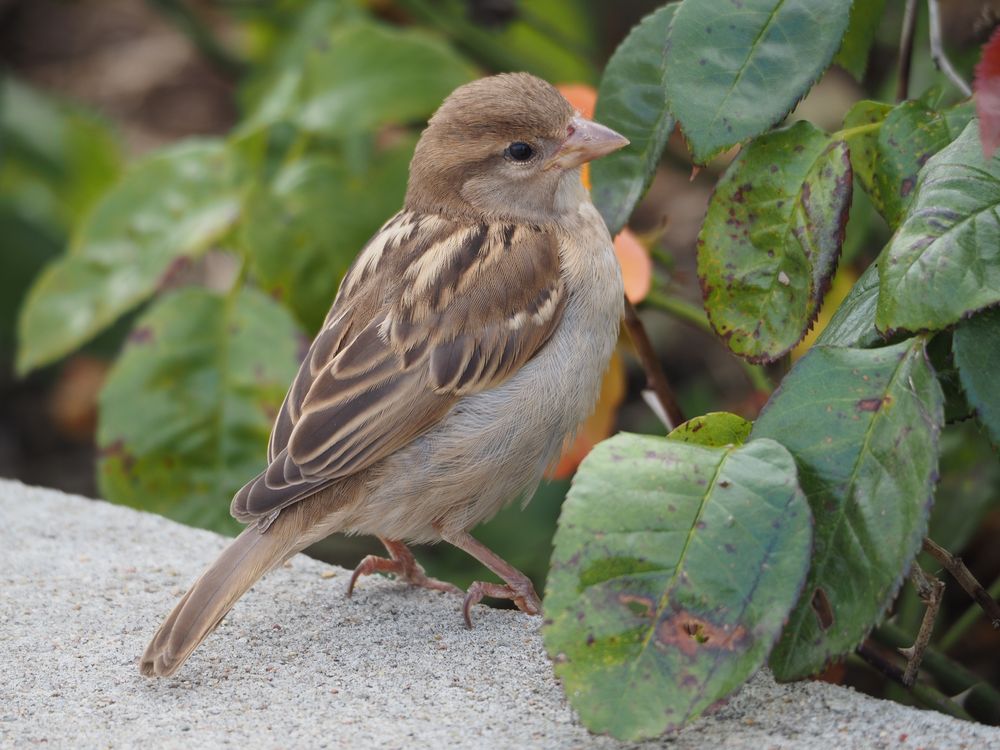 Spatz Foto & Bild | tiere, wildlife, wild lebende vögel Bilder auf ...