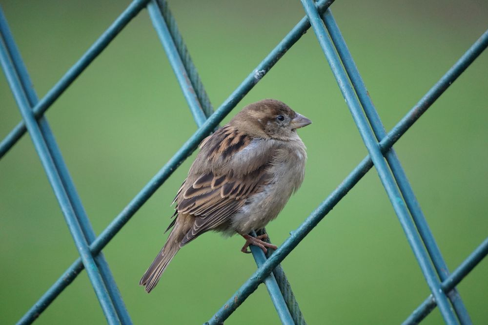 Spatz Foto & Bild | tiere, zoo, wildpark & falknerei, vögel Bilder auf ...