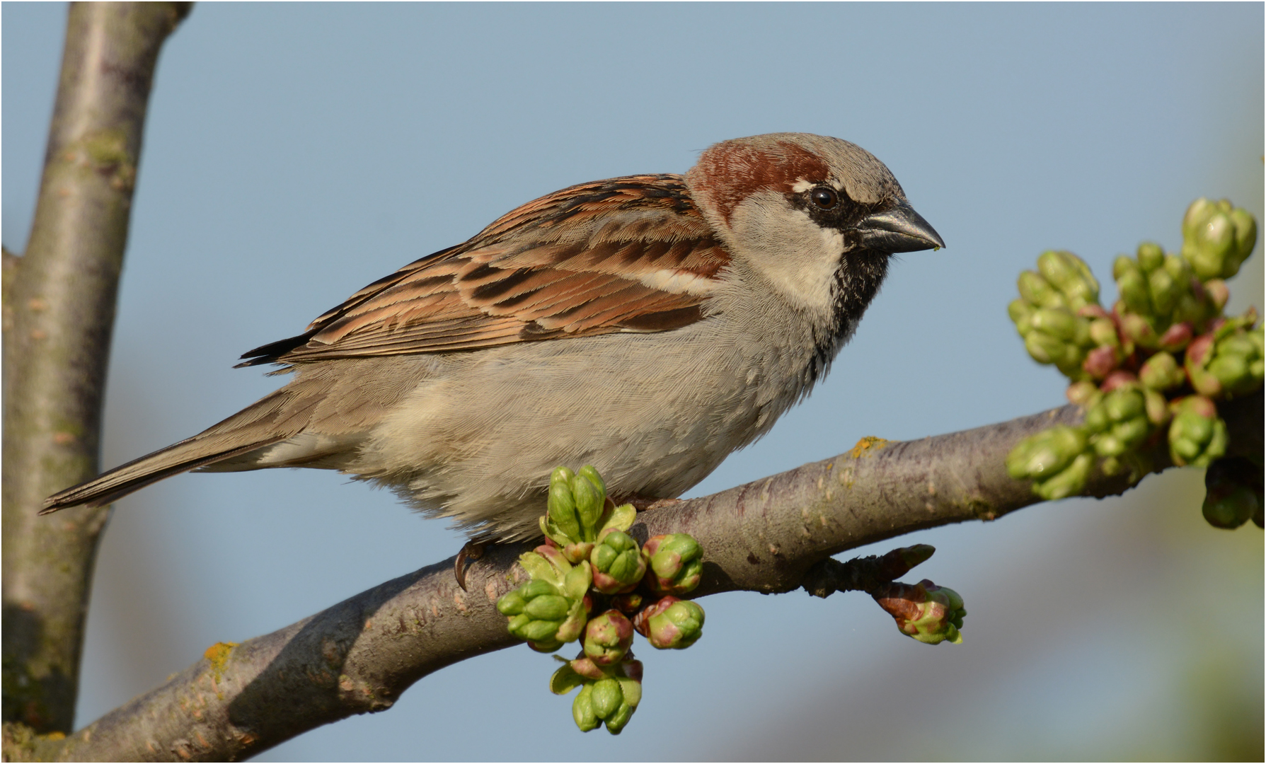 Spatz Foto & Bild | tiere, wildlife, wild lebende vögel Bilder auf ...