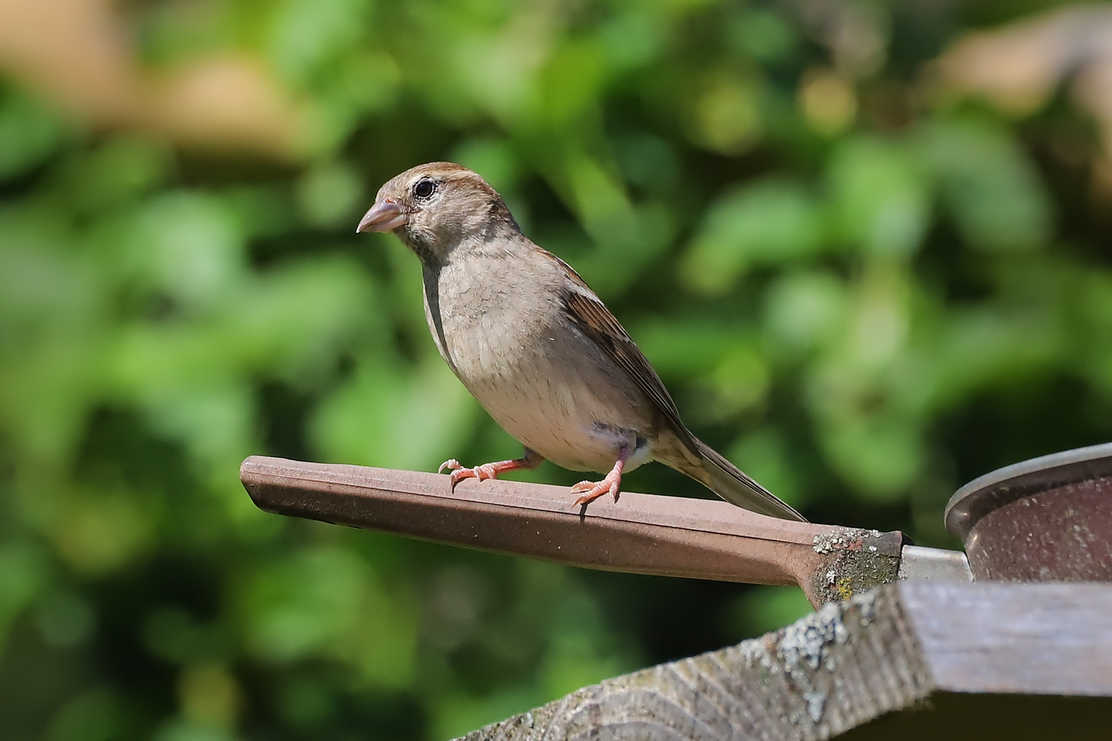 Spatz (2021_06_02_4544_ji) Foto & Bild | sperling, garten, spatz Bilder ...