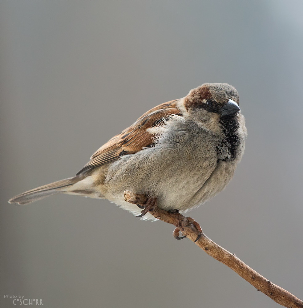 Spatz Foto & Bild | tiere, wildlife, wild lebende vögel Bilder auf ...