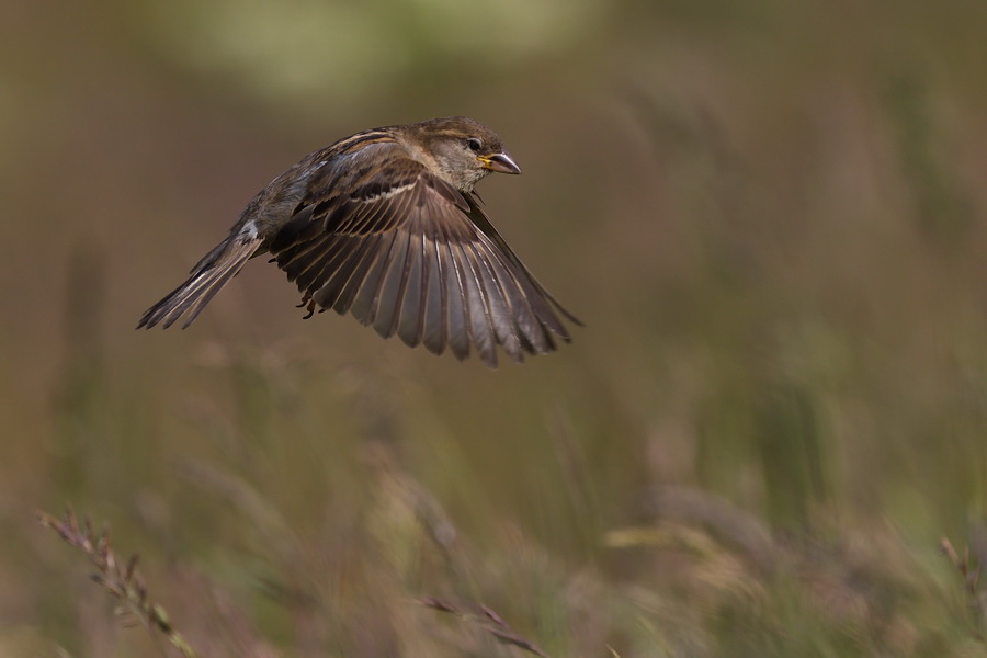 Spatz Foto & Bild | tiere, wildlife, wild lebende vögel Bilder auf ...