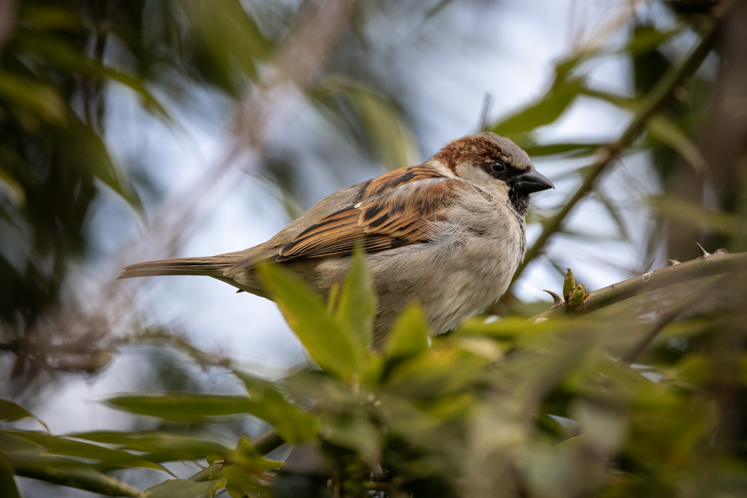 Spatz Foto & Bild | tiere, wildlife, wild lebende vögel Bilder auf ...