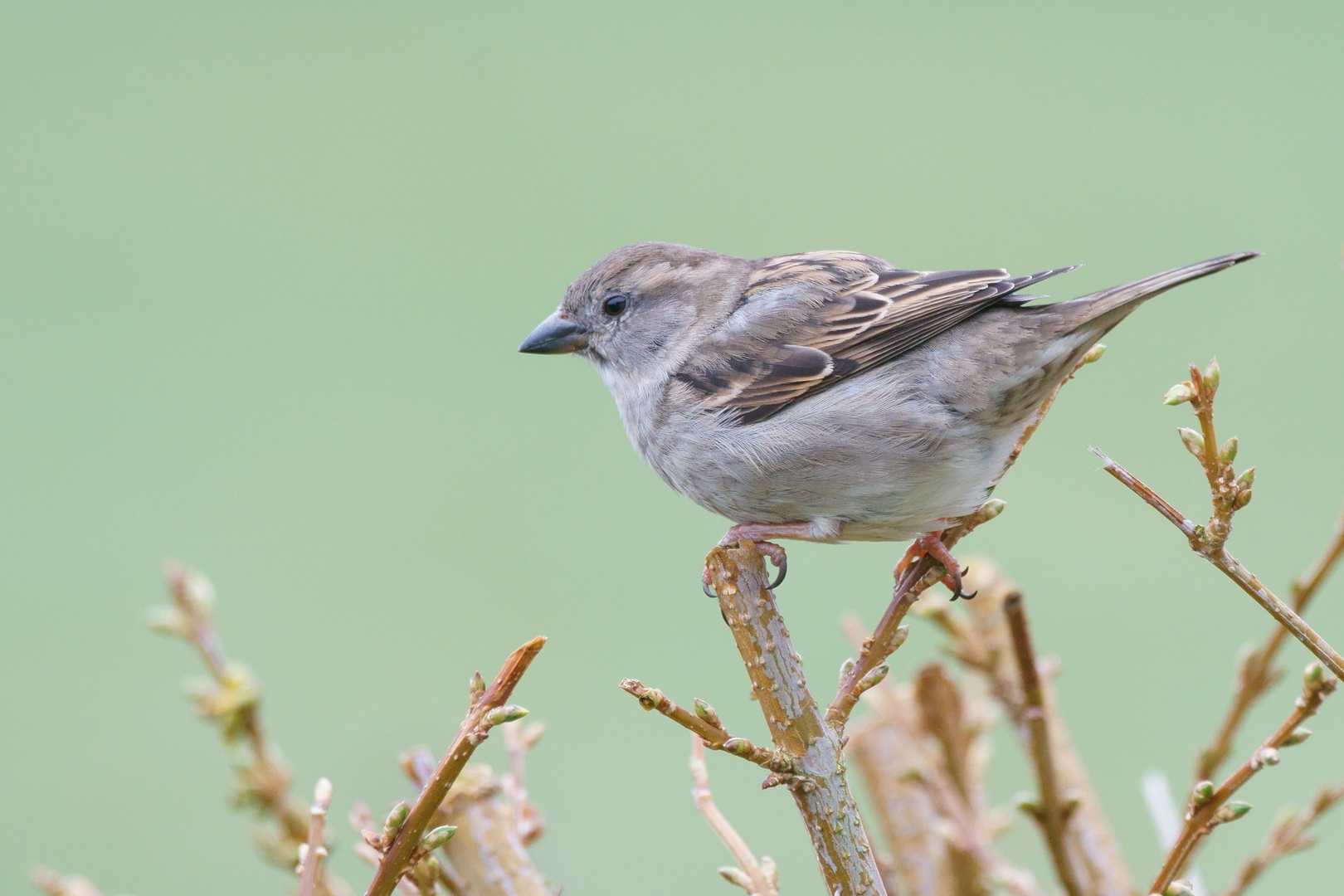 Spatz Foto & Bild | tiere, wildlife, wild lebende vögel Bilder auf ...