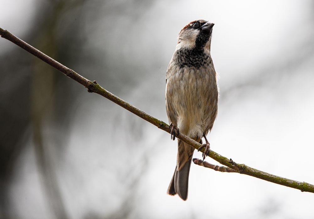 Spatz ..... Foto & Bild | spezial, dokumentation, outdoor Bilder auf ...