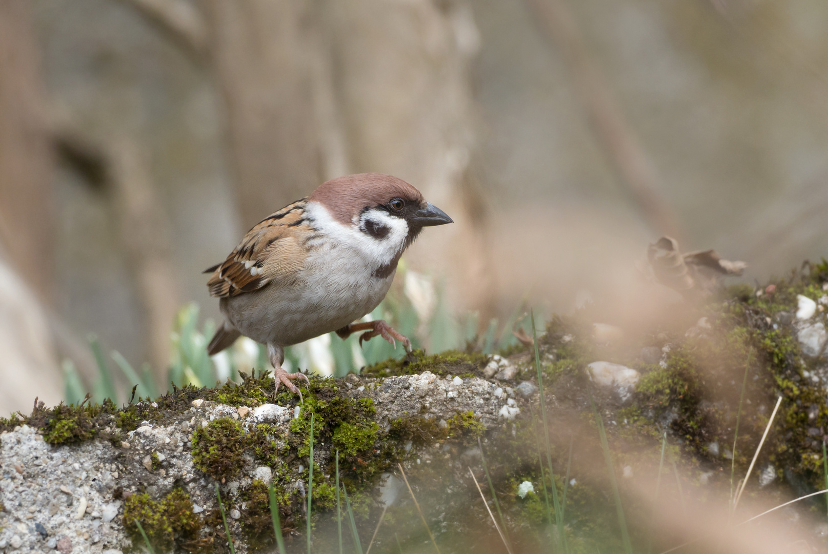 Spatz Foto & Bild | tiere, wildlife, wild lebende vögel Bilder auf ...