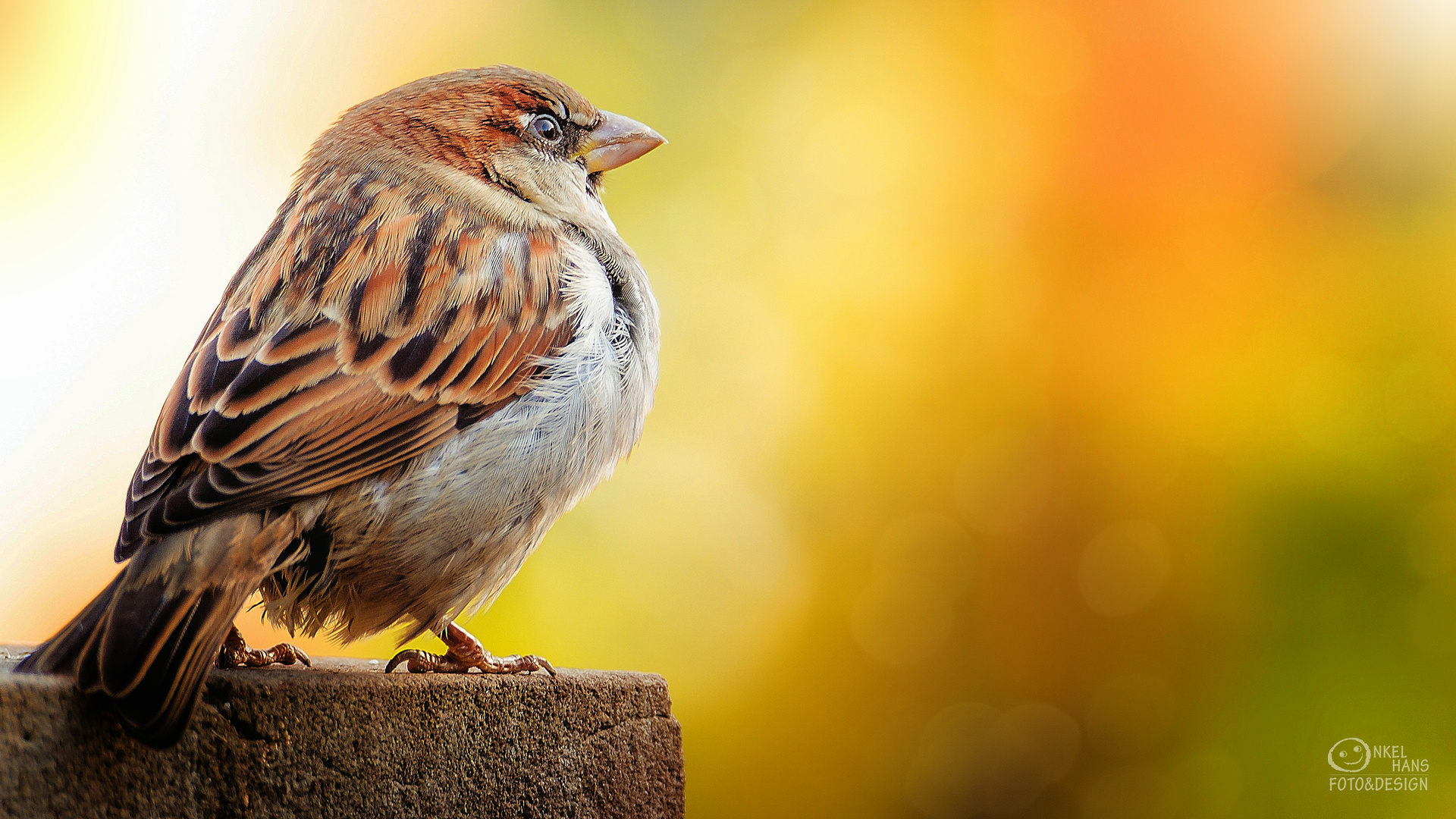 ---SPATZ--- Foto & Bild | tiere, wildlife, wild lebende vögel Bilder ...