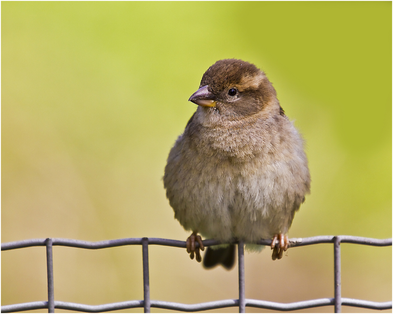 ~ Spatz ~ Foto & Bild | tiere, wildlife, wild lebende vögel Bilder auf ...