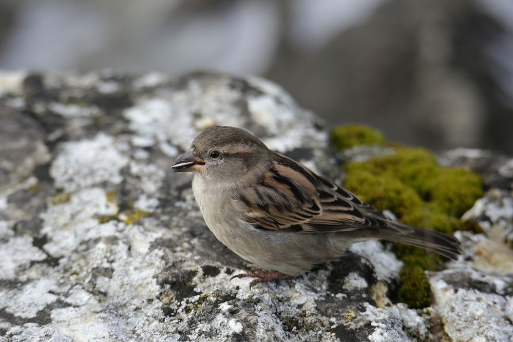 Spatz Foto & Bild | tiere, wildlife, wild lebende vögel Bilder auf ...