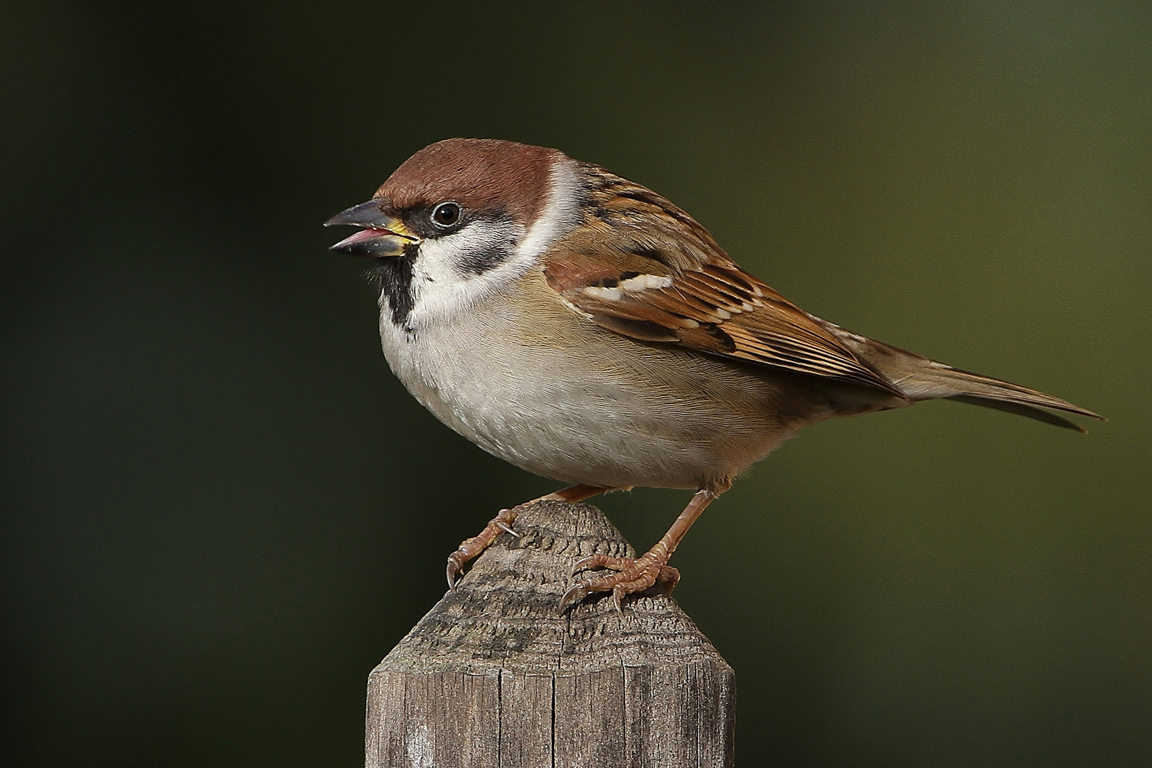 Spatz Foto & Bild | tiere, wildlife, wild lebende vögel Bilder auf ...