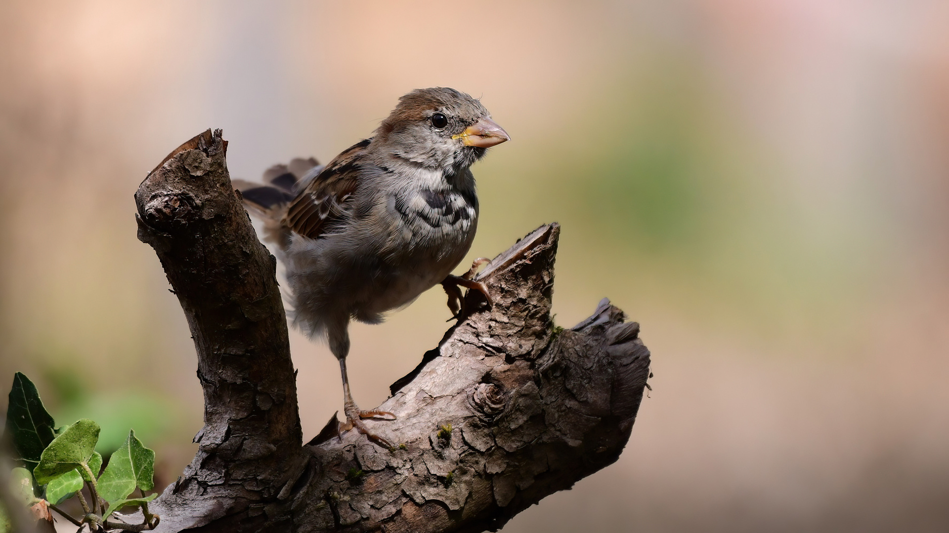 spatz Foto & Bild | stillleben, tiere, wildlife Bilder auf fotocommunity