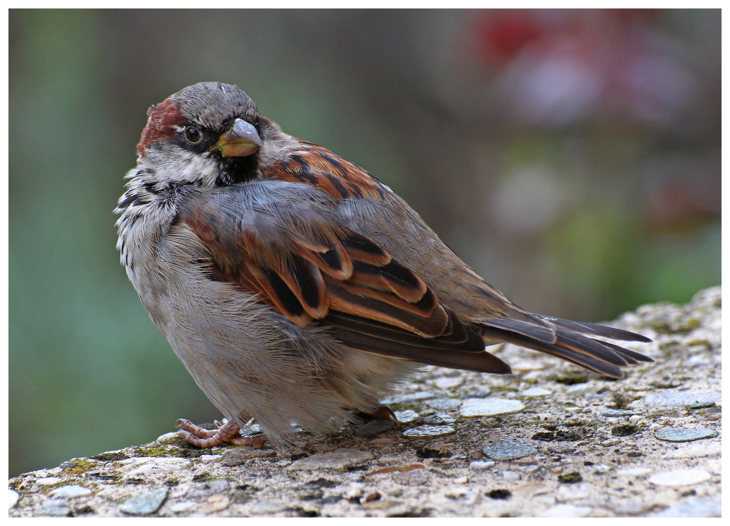 Spatz Foto & Bild | tiere, wildlife, wild lebende vögel Bilder auf ...