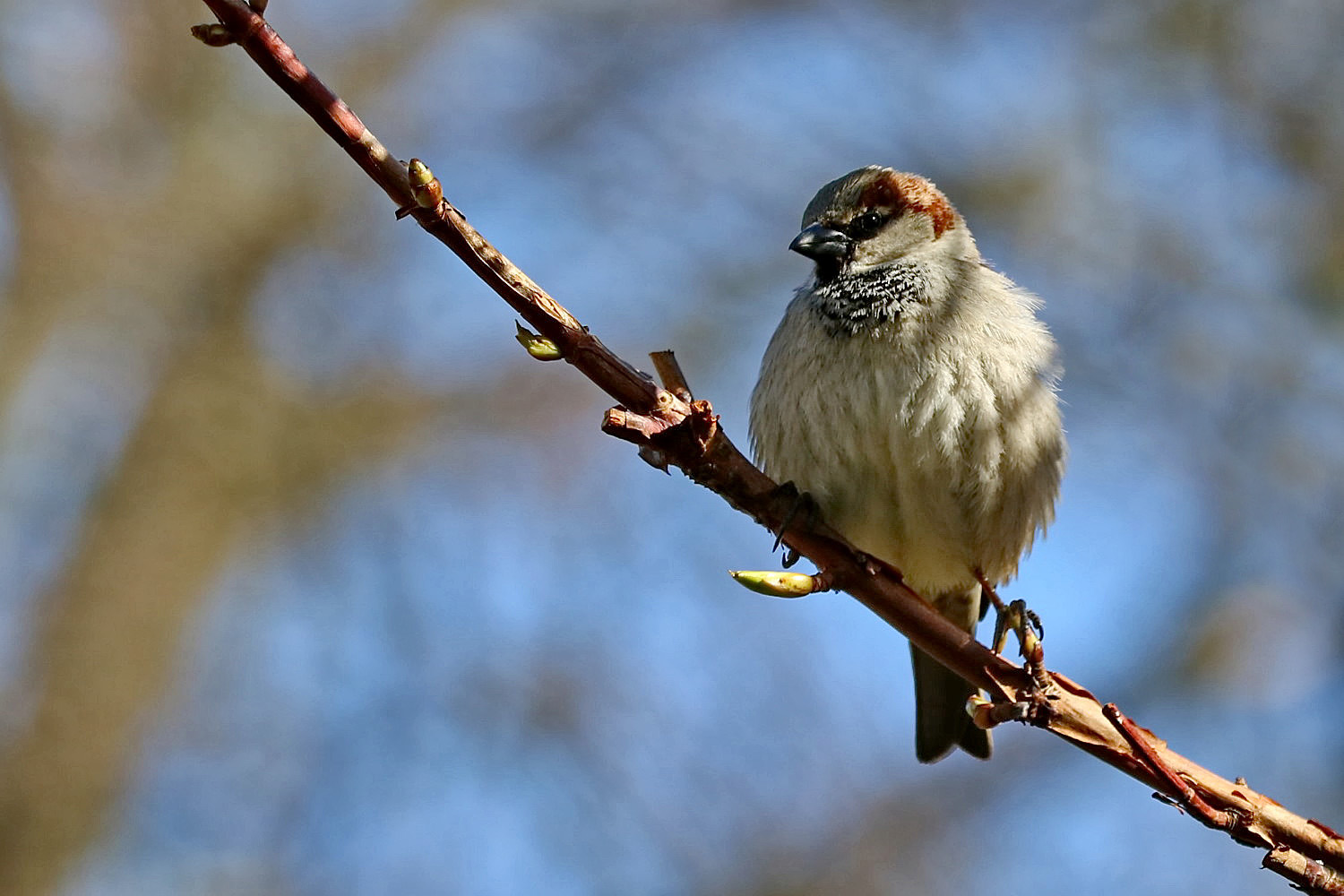 Spatz Foto & Bild | vögel, fotos, nature Bilder auf fotocommunity