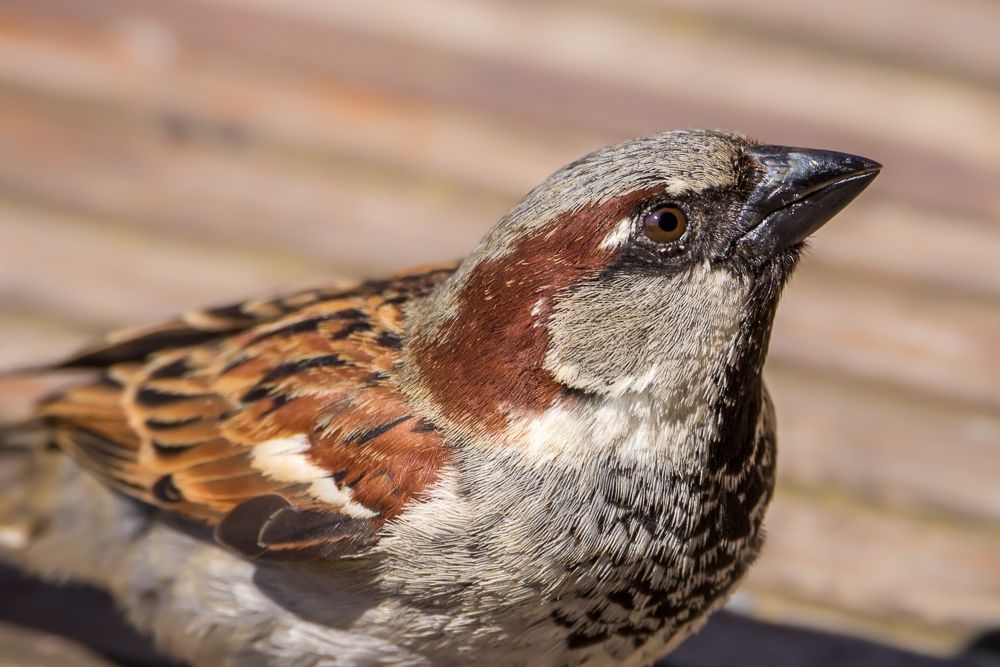 Spatz Foto & Bild | tiere, vögel, natur Bilder auf fotocommunity