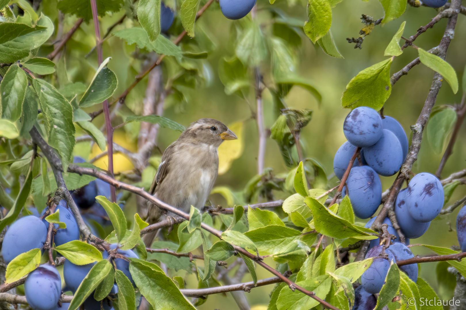Spatz Foto & Bild | natur, pflanzen, vögel Bilder auf fotocommunity