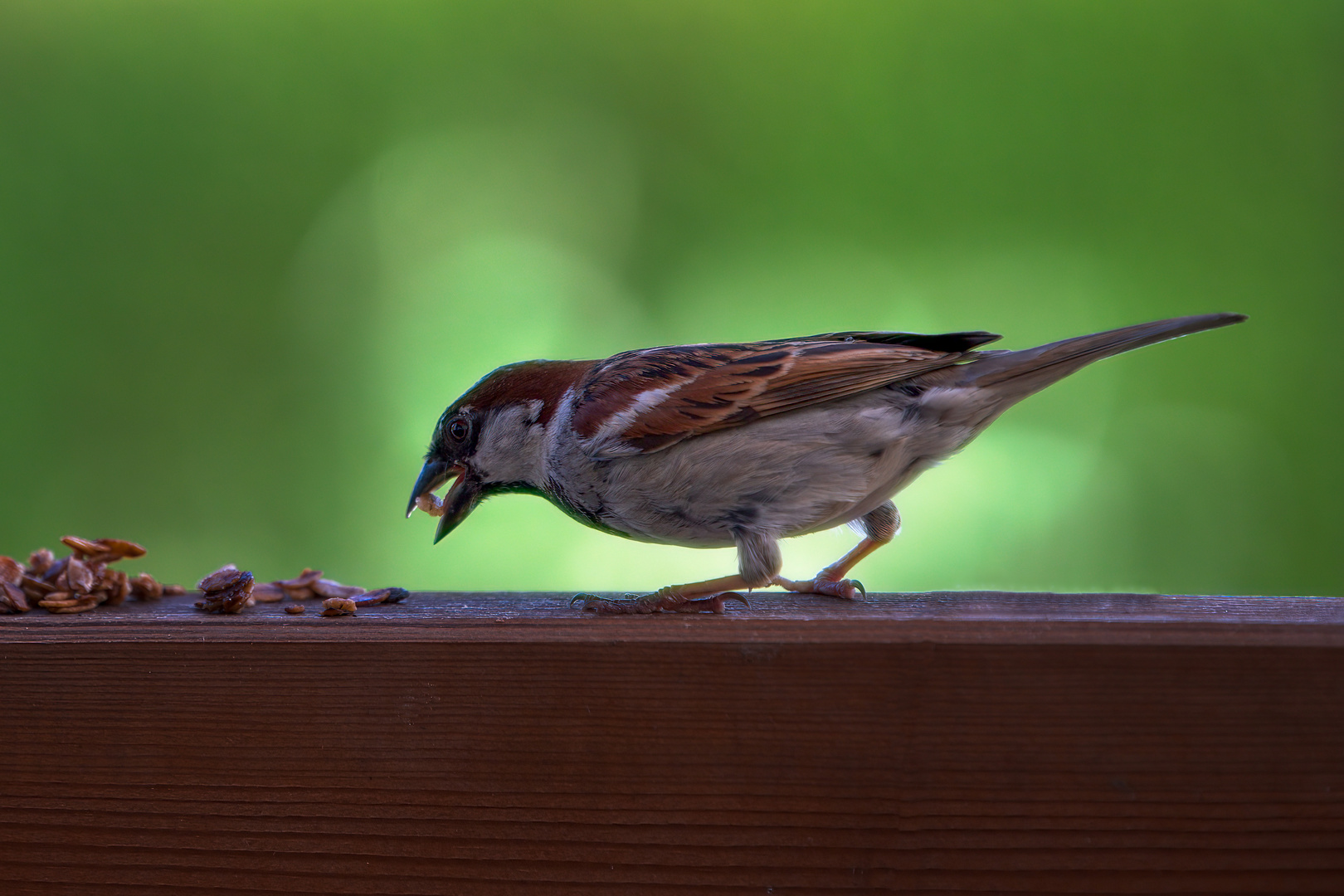 Spatz Foto & Bild | tiere, natur, vögel Bilder auf fotocommunity