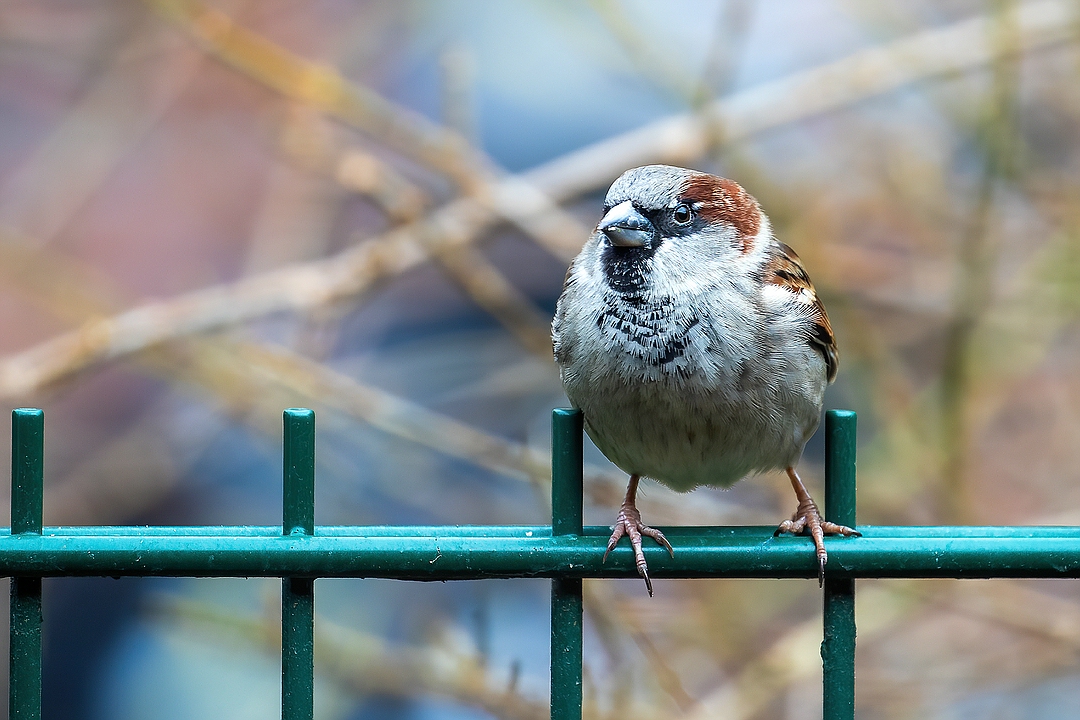 "Spatz" Foto & Bild | natur, tiere, vögel Bilder auf fotocommunity