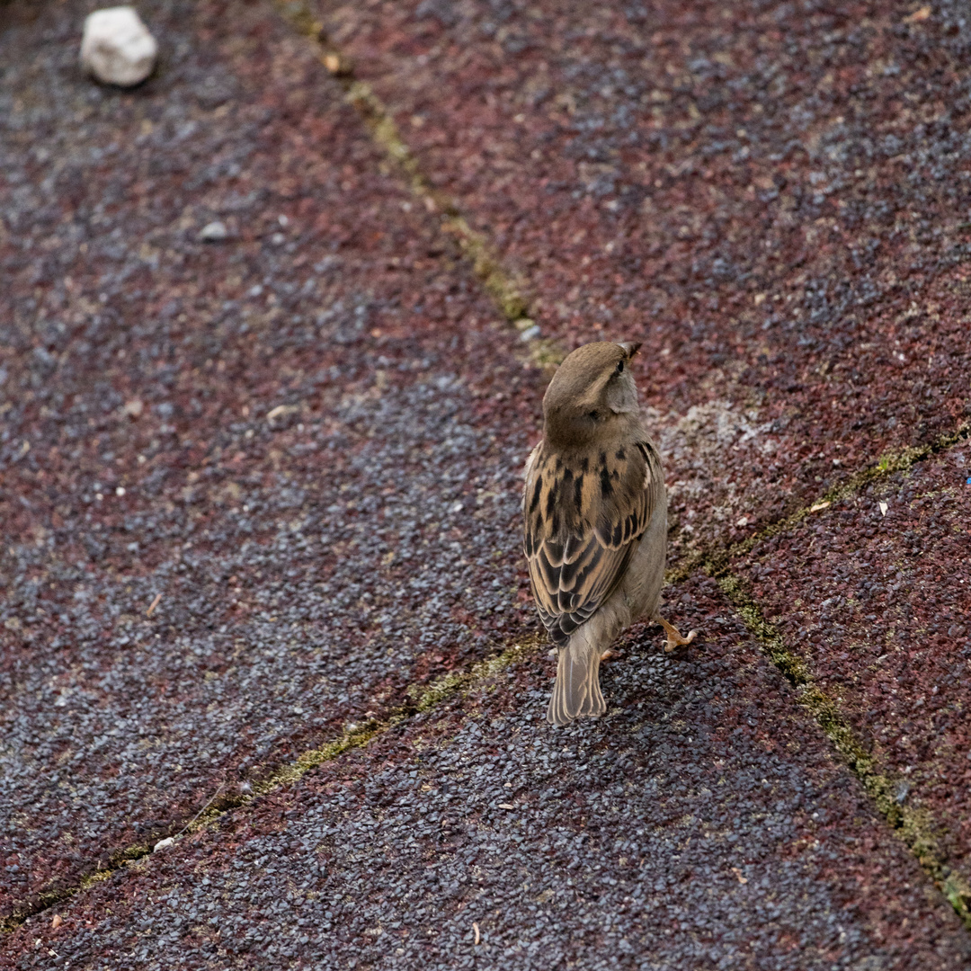 Spatz Foto & Bild | tiere, wildlife, wild lebende vögel Bilder auf ...